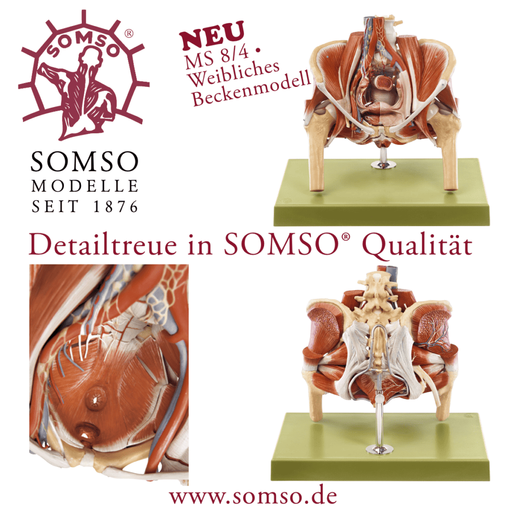 World Anatomy Day - 15th October 2024 - Anatomische Gesellschaft